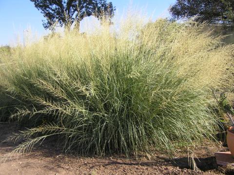 Native Texas Grasses Identification